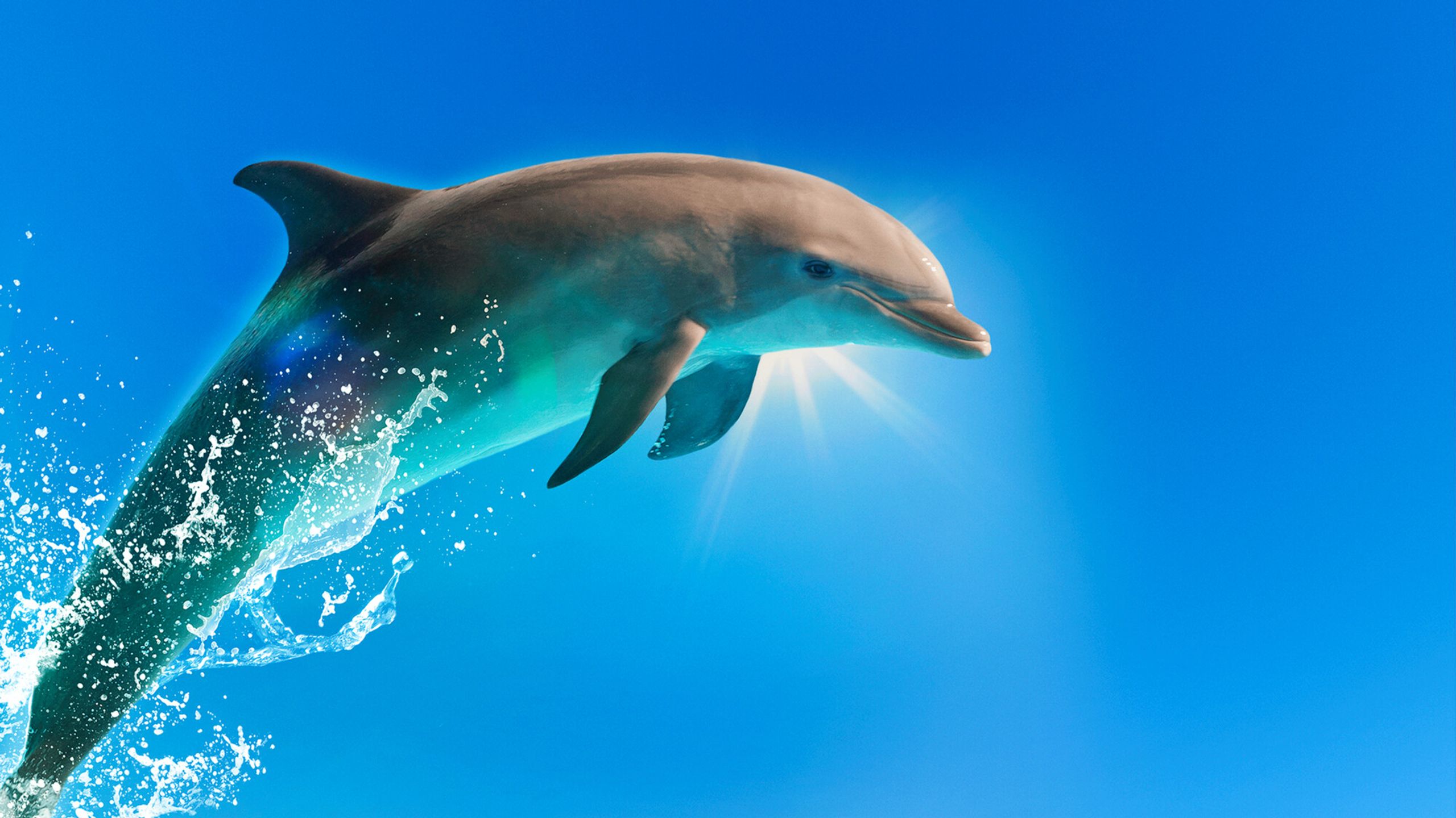 Bernie de Dolfijn op Videoland