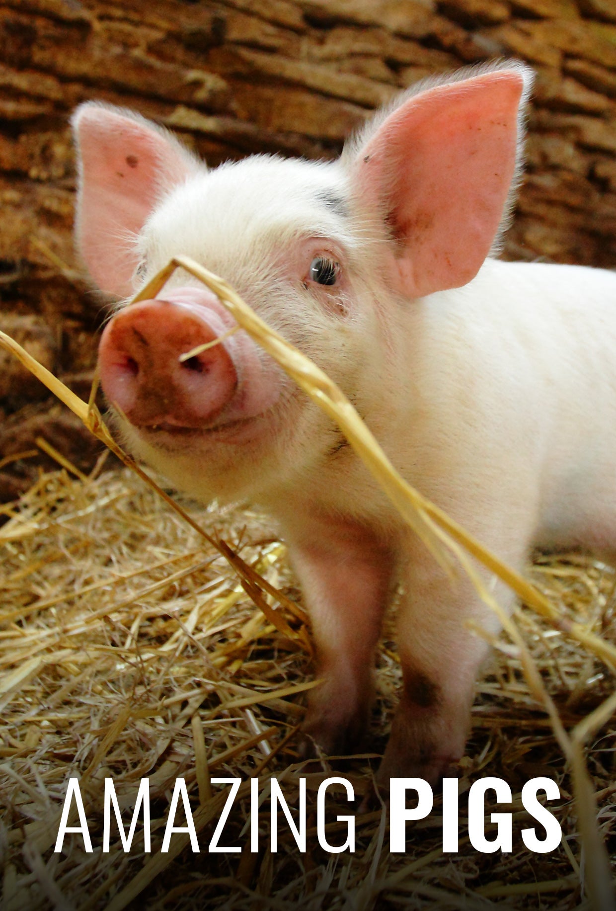 Amazing Pigs | Videoland