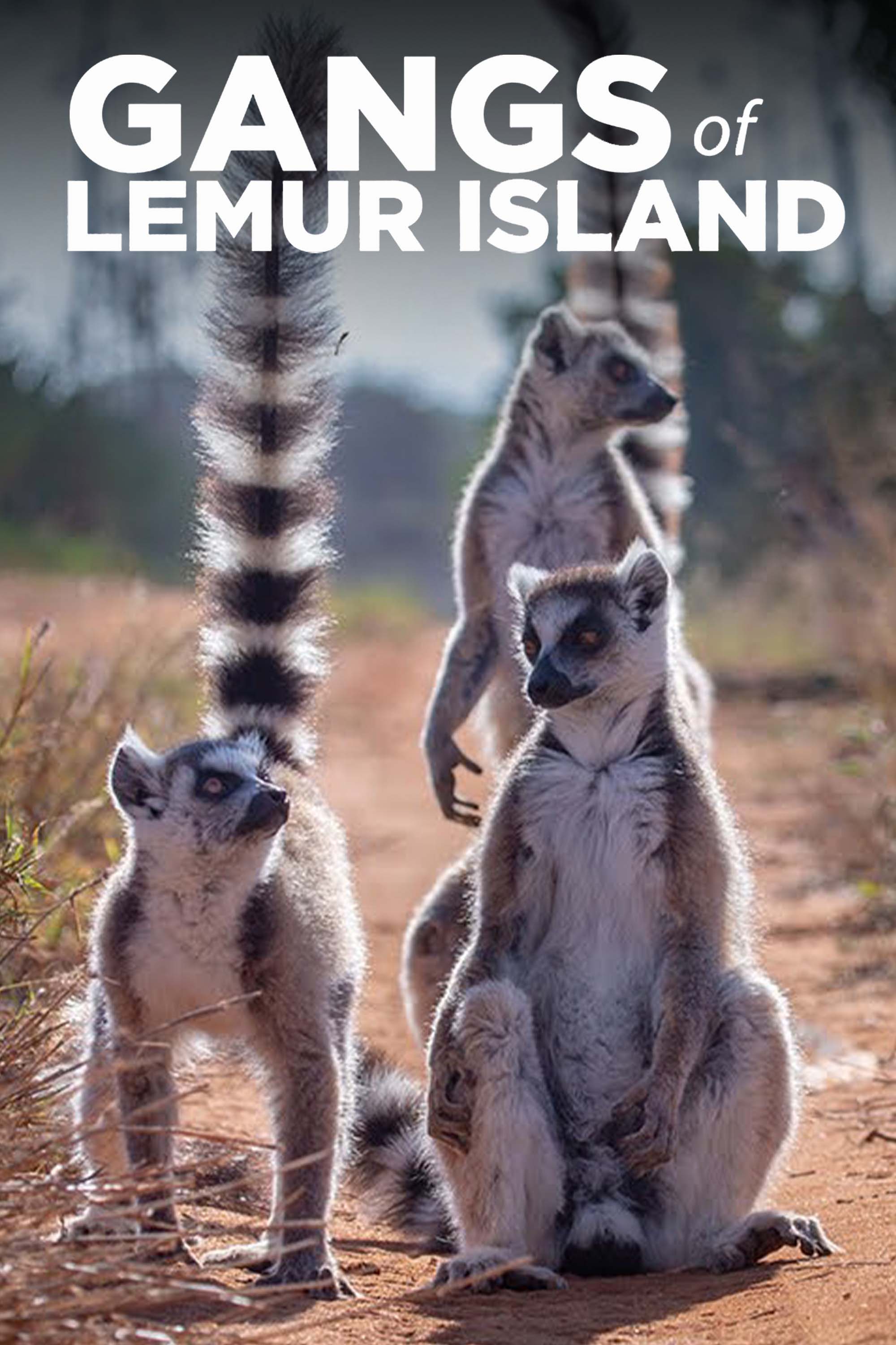 Gangs Of Lemur Island op Videoland