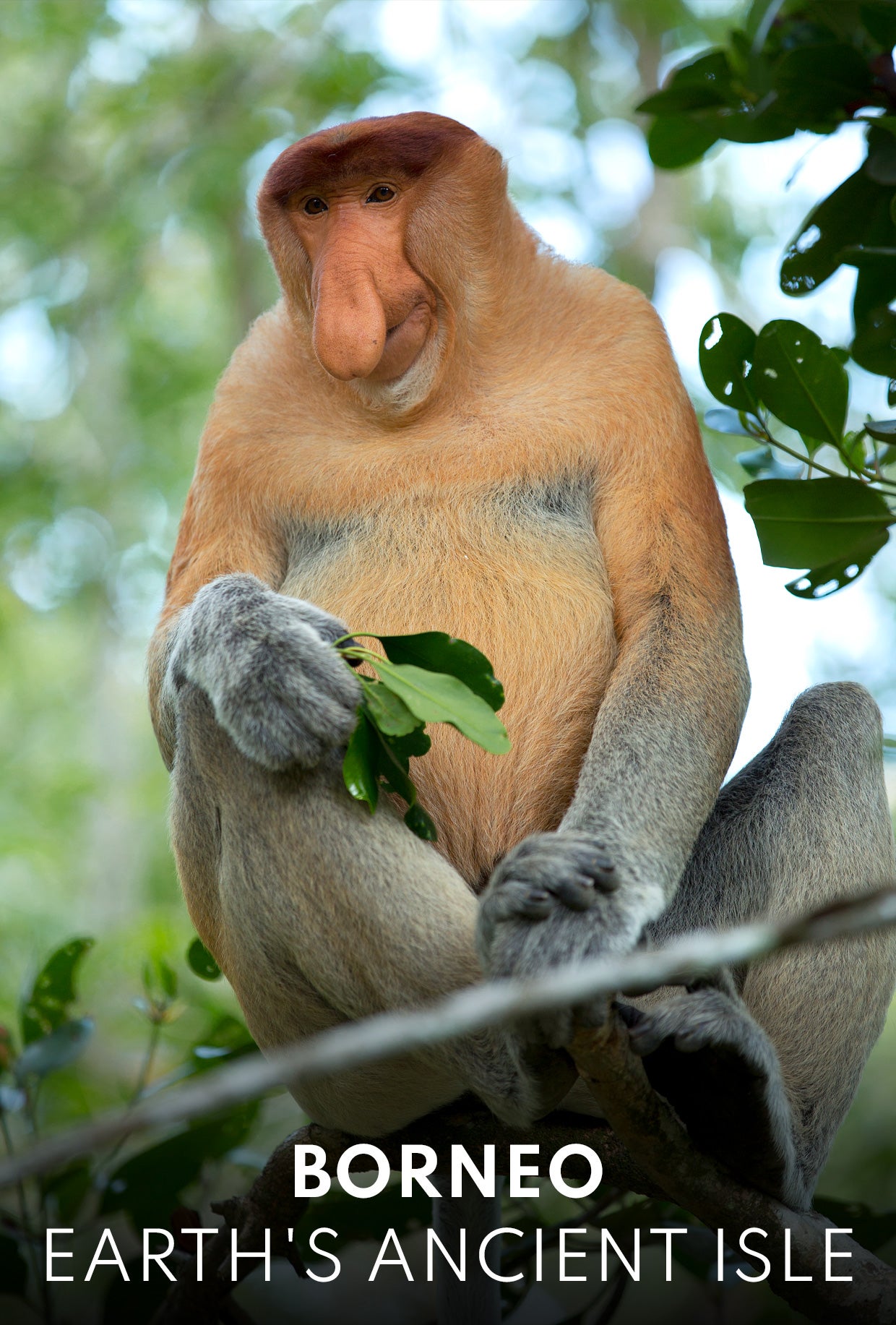 Borneo: Earth's Ancient Isle op Videoland