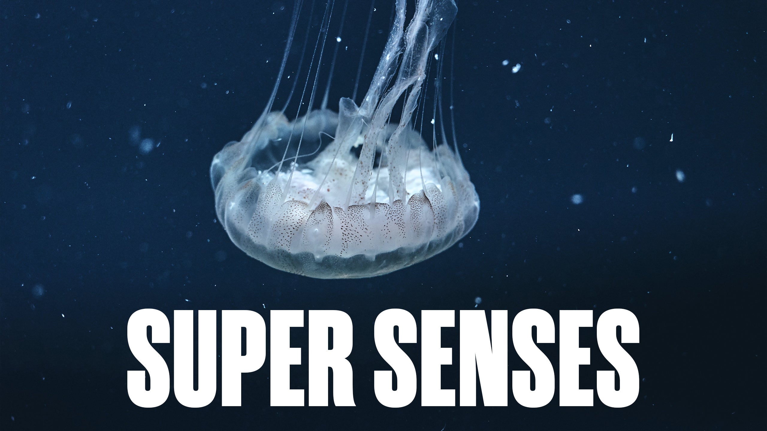 Lijst van programma's - S - 2