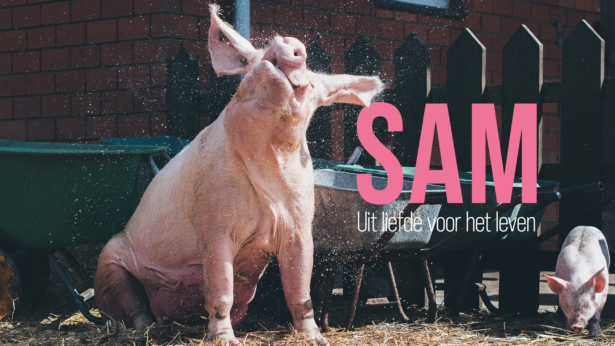 Videoland : Lijst van programma's - S - 1